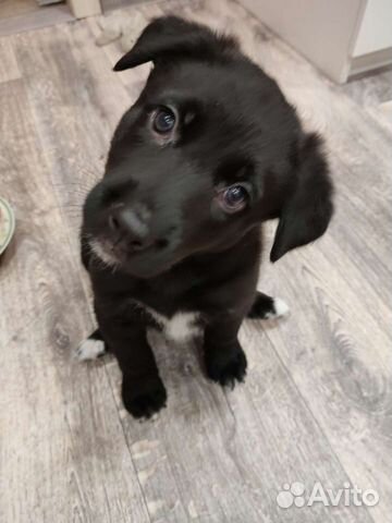 Щенок в добрые руки