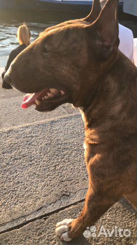 Вязка Миниатюрный Бультерьер