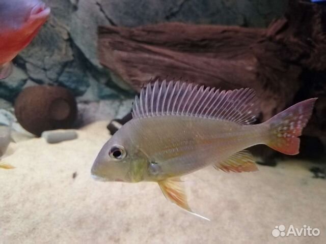 Рыба геофагус суринамский