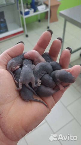 Продаются крысята породы Дамбо