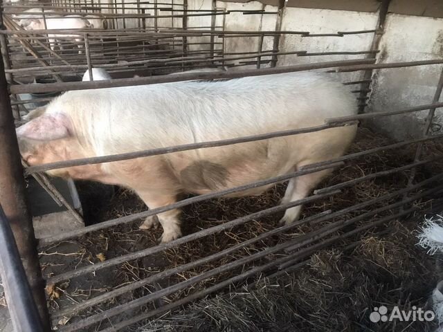 Продаю Кабан