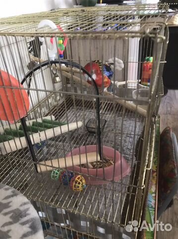 Попугай пестрая розелла