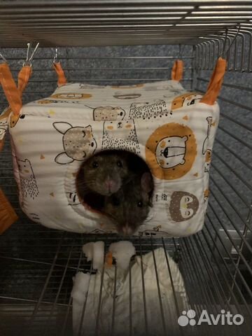 Отдам двух крыс с клеткой