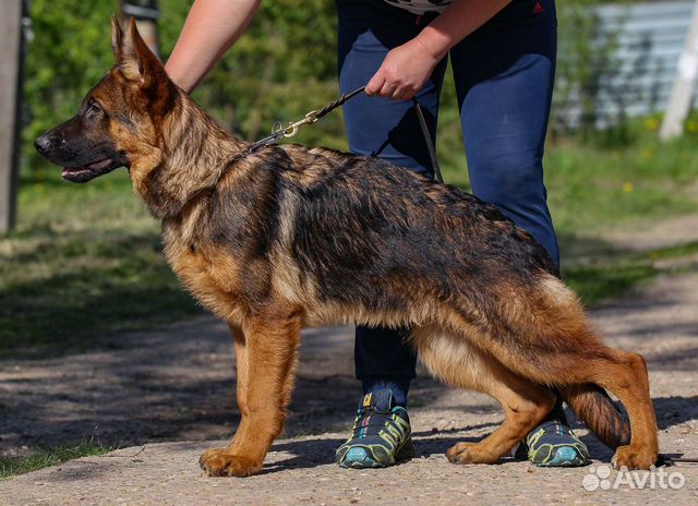 Зонарные щенки немецкой овчарки