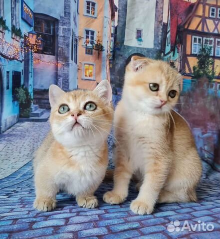 Шотландские манчкины