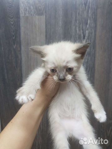Кошки бесплатно