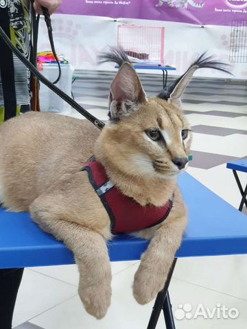 Кошка каракет