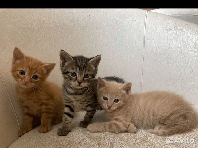 Котята в добрые руки 1 месяц