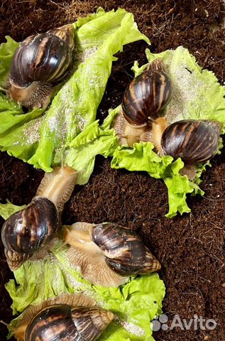 Улитки ахатины иммакулята бесплатно
