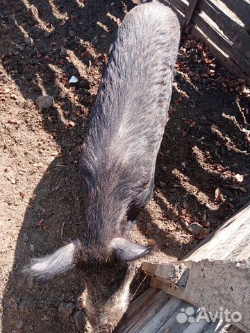 Кабан не кастрированный продается