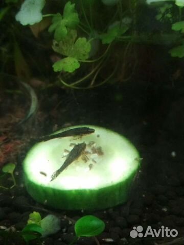 Отоцинклюс негросOtothyropsis piribebuy