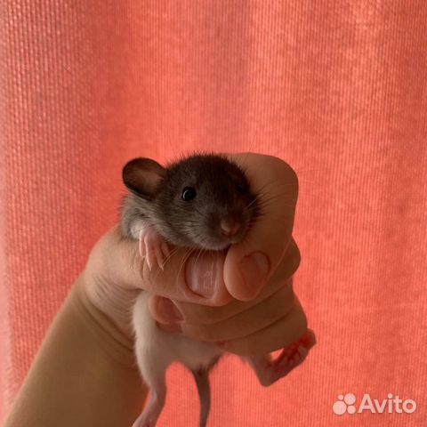 Крысята дамбо