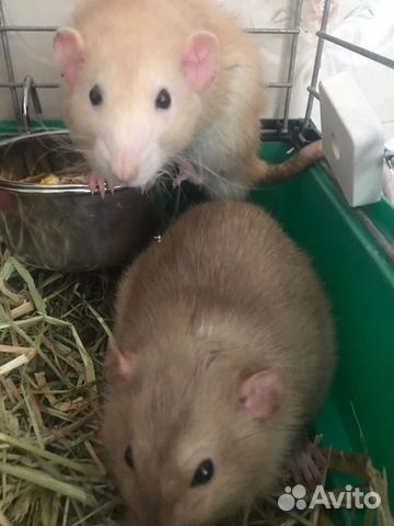 Крыса Дамбо мальчики