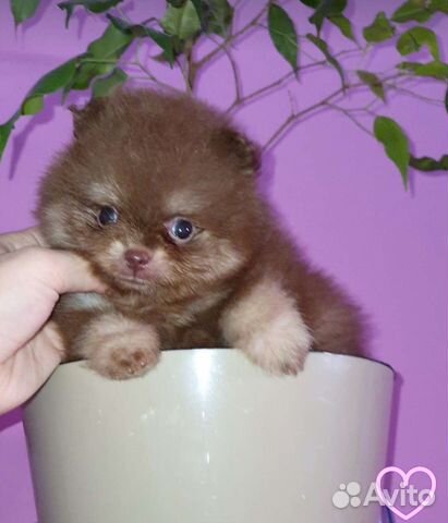 Шикарный кукольный малыш медвежонок