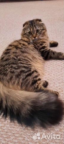 Милый вислоух, бесплатно