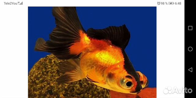 Телескоп бабочка