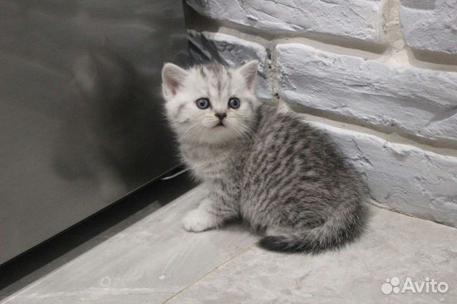 Британский котёнок