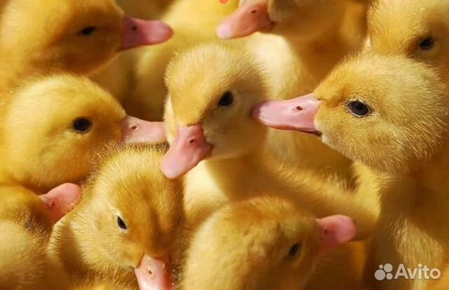 Утята суточные