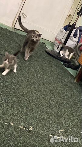 Вислоухие котята