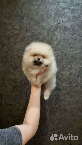 Очаровательный Микки