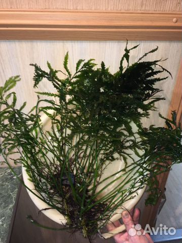 Папоротник Болбитес