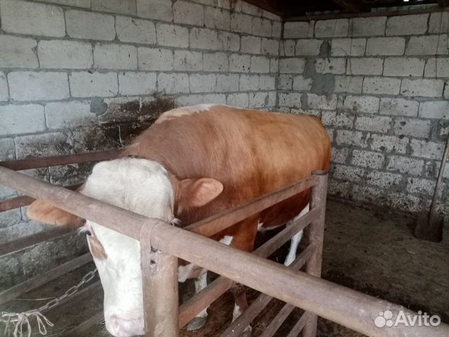 Бычки и быки