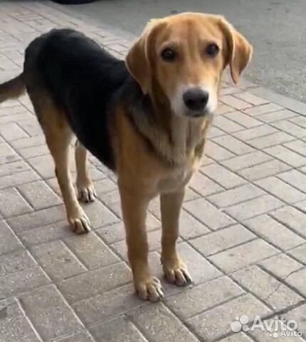 Русская гончая