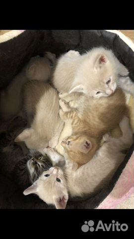 Котята в добрые руки даром