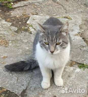 Котик Ромео