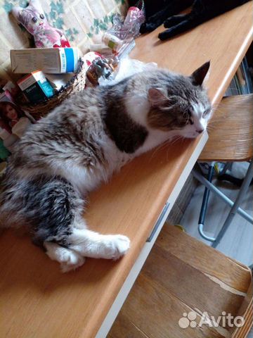 Котик Тимоша ждёт свою семью