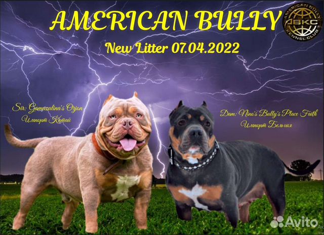 Американский булли покет