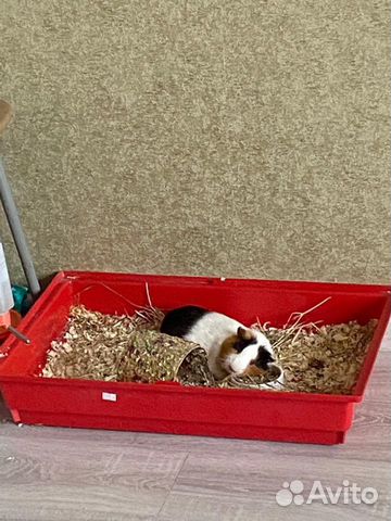 Отдам бесплатно,морску свинку,зовут Мотя 6 лет