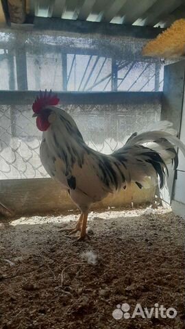 Петухи легорн
