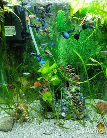 Аквариумные рыбки гуппи