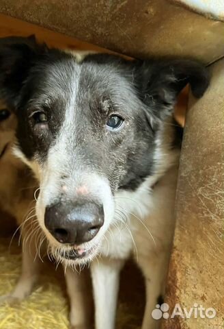 Долго не проживет в приюте несчастная Луша