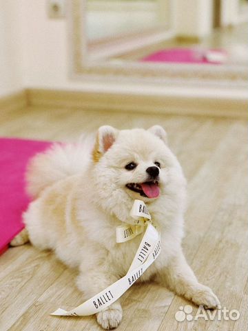 Собака на сьемки