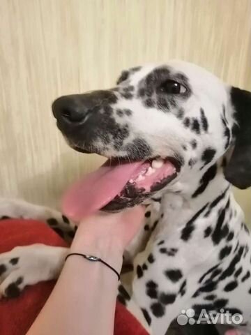 Найден щенок долматина