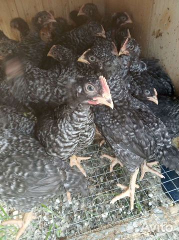 Цыплята гриз бар