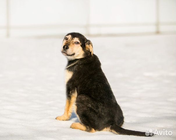 Щенок Тошка в добрые руки