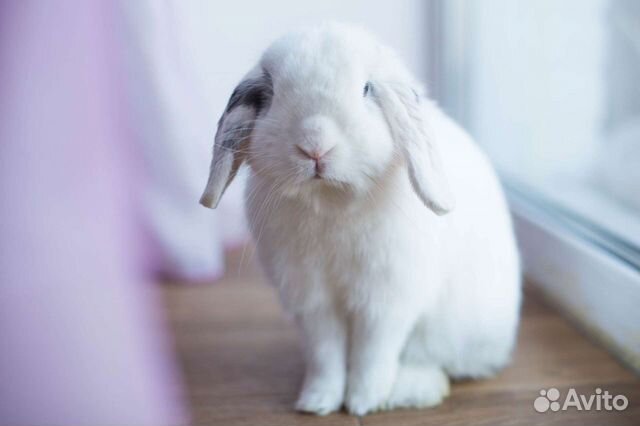 Декоративный кролик вислоухий мальчик