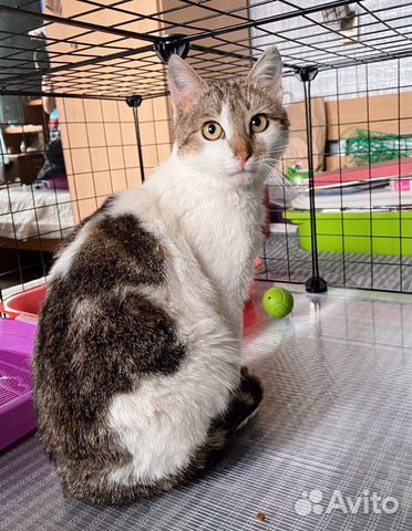 Добрый молодой кот дракоша