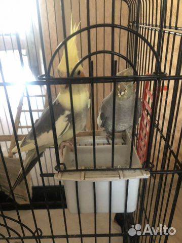 Попугай корелла