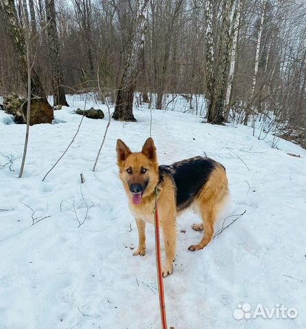 Собака Липа ищет дом:)