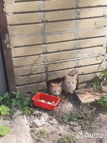 Рыжие котики- неразлучники