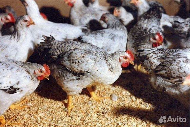 Цыплята master Грей