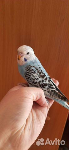 Птенец волнистого папугая девачка