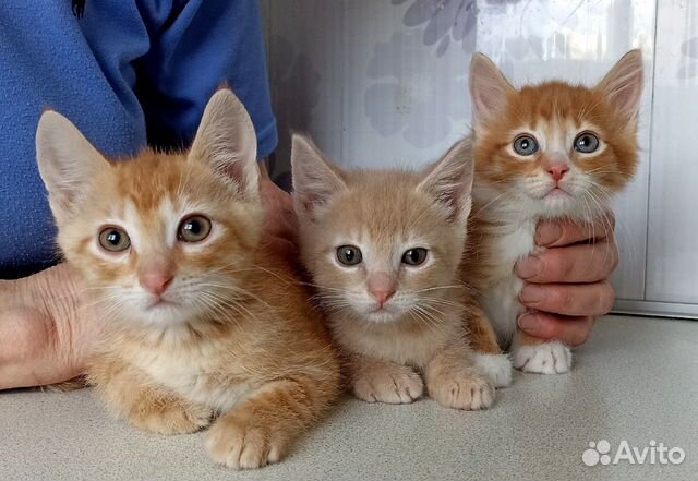 Три рыжих красавца-мальчика 1.5 мес в дар