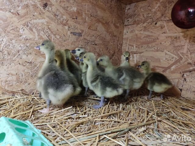 Гусята крупная серая