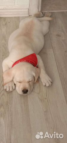 Щенки лабрадора