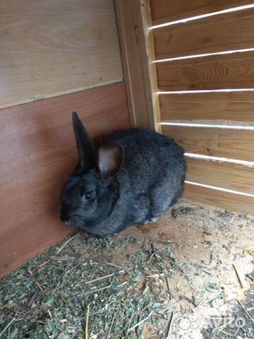 Кролики мясных пород